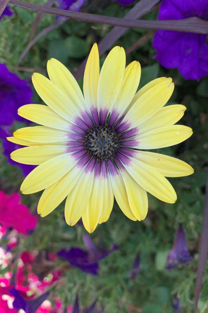 Susan Scott - A. Millard George Funeral Home